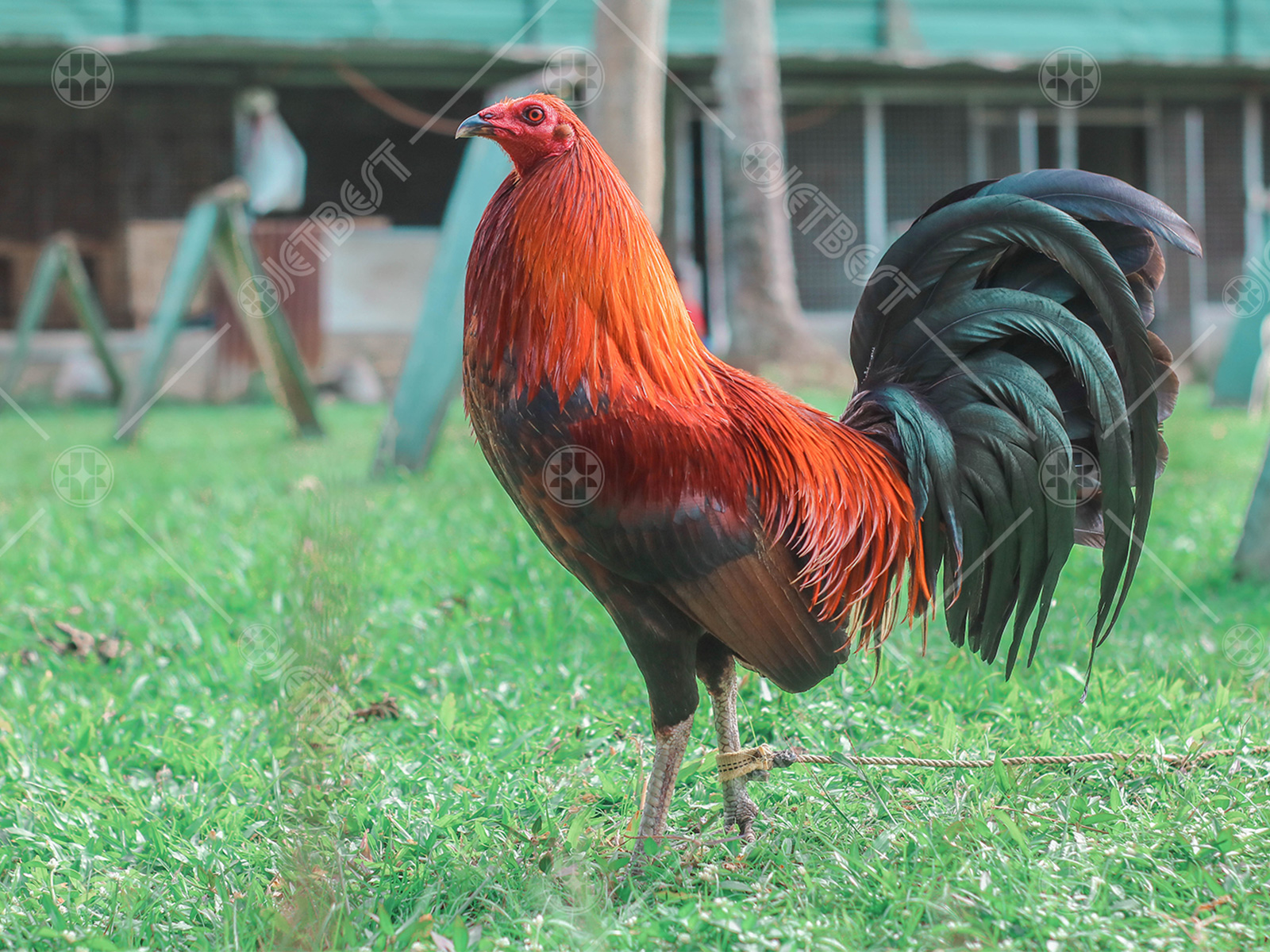 Manok Kaalaman! | News